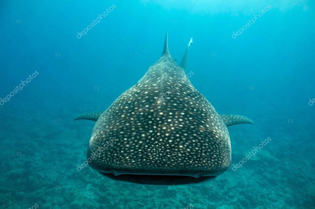 Whale Shark Approaching — Stock Photo © Andaman #68687405
