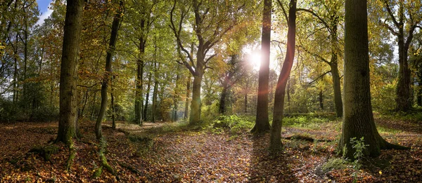 Panoramic Photograph Back Lit Forest Elm Ash Trees — Stock Photo ...