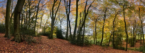 Panoramic Photograph Back Lit Forest Elm Ash Trees — Stock Photo ...