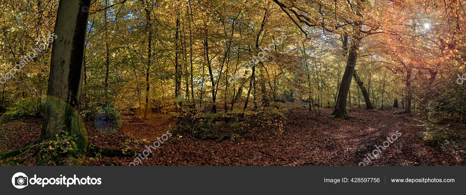Panoramic Photograph Back Lit Forest Elm Ash Trees — Stock Photo ...