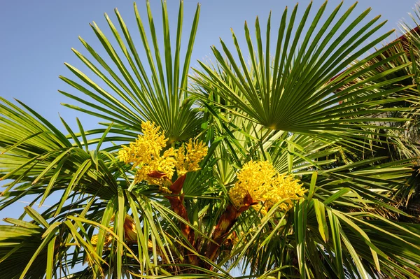 Palm tree flower Stock Photos, Royalty Free Palm tree flower Images ...