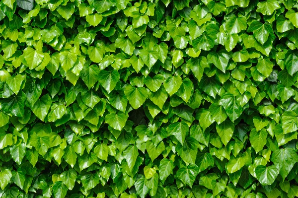 Green ivy background Stock Photos, Royalty Free Green ivy background ...
