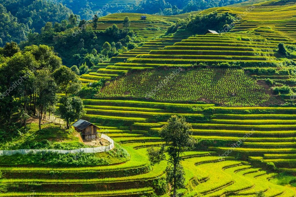 Rice terraces — Stock Photo © worachatsodsri #81437936
