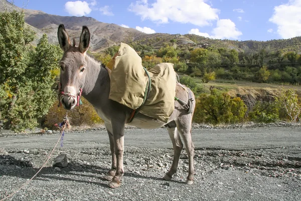 Burro de trabajo fotos de stock, imágenes de Burro de trabajo sin ...