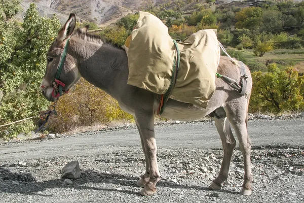 Pack mula fotos de stock, imágenes de Pack mula sin royalties ...