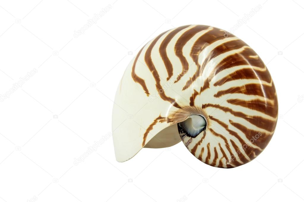 Nautilus shell — Stock Photo © vladislavgajic #77179283 Nautilus shell — Stock Photo © vladislavgajic #77179283