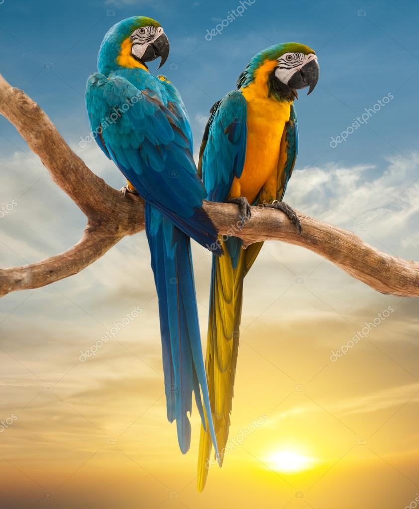 Two parrots with sunset background Stock Photo by ©tratong 123040312