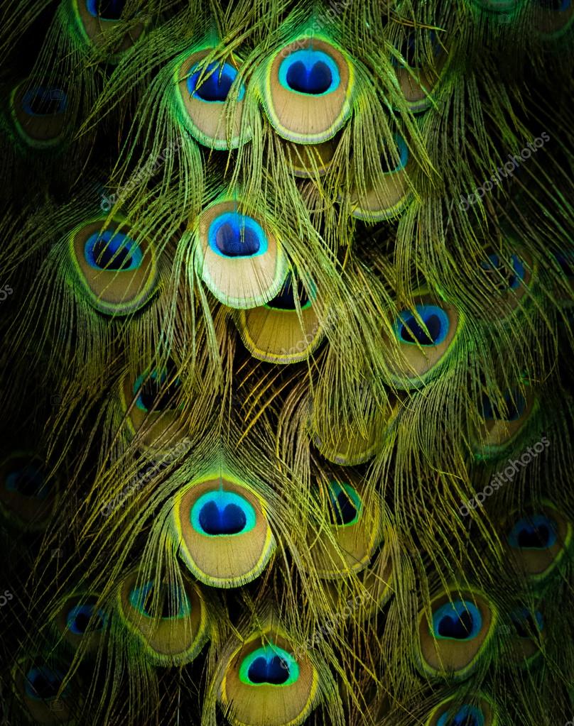 Peacock Feather Tumblr