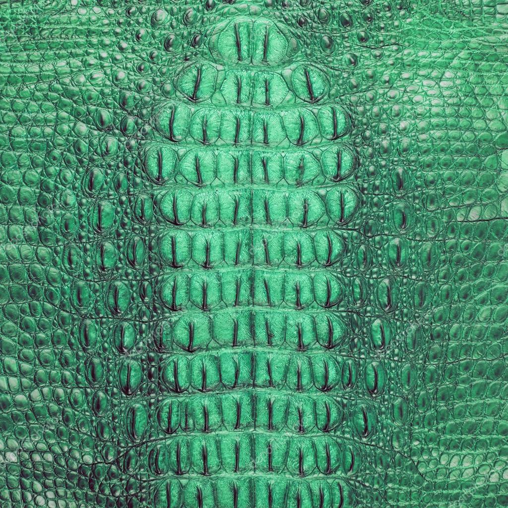 Crocodile bone skin — Stock Photo © tratong #59585979