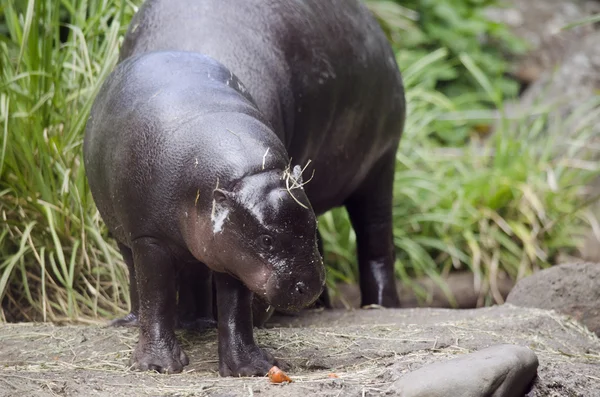 Pygmy Hippo Eating