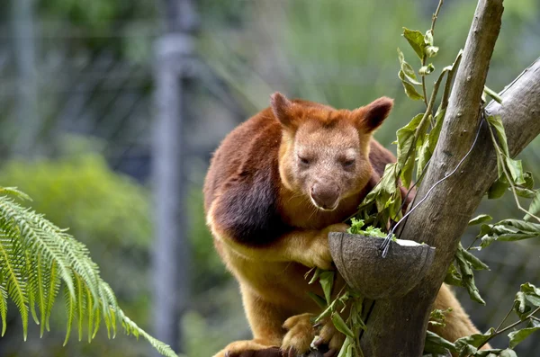 Tree kangaroo Stock Photos, Royalty Free Tree kangaroo Images ...