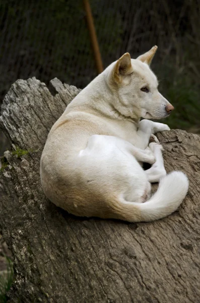 Japanese brushwood dog Stock Photos, Royalty Free Japanese brushwood dog Images | Depositphotos