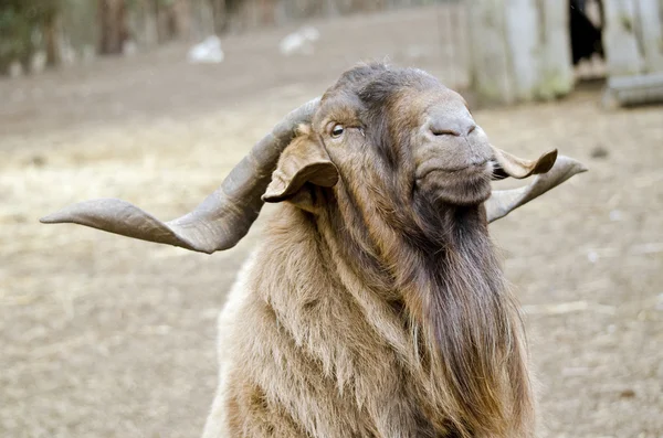 Angora goat — Stock Photo © Juan_G_Aunion #34102825