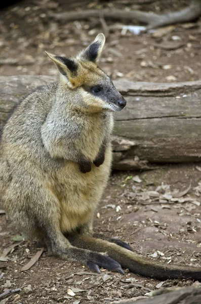 Female Yellow Footed Rock Wallaby Standing Her Hind Legs — Stock Photo ...
