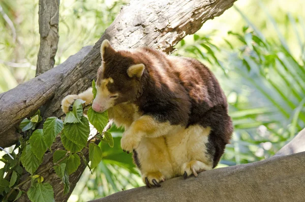 Tree kangaroo Stock Photos, Royalty Free Tree kangaroo Images ...