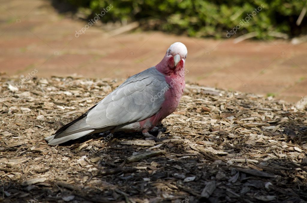 Australian Galah walking Stock Photo by ©ozflash 122966528