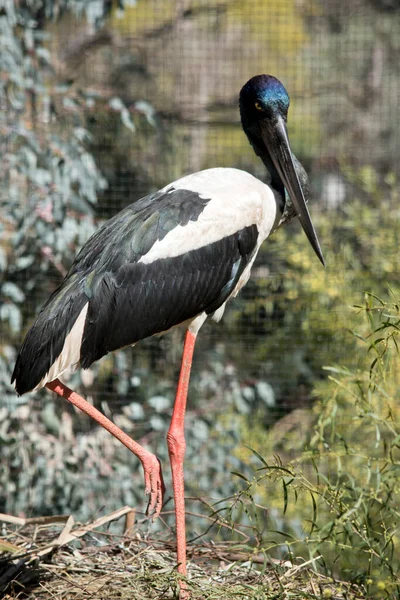 Jabiru Stock Photos, Royalty Free Jabiru Images | Depositphotos