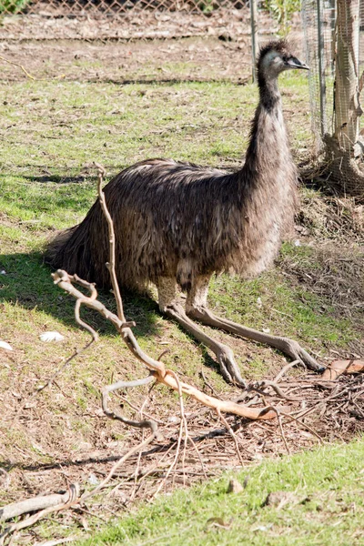 Australian emu Stock Photos, Royalty Free Australian emu Images ...