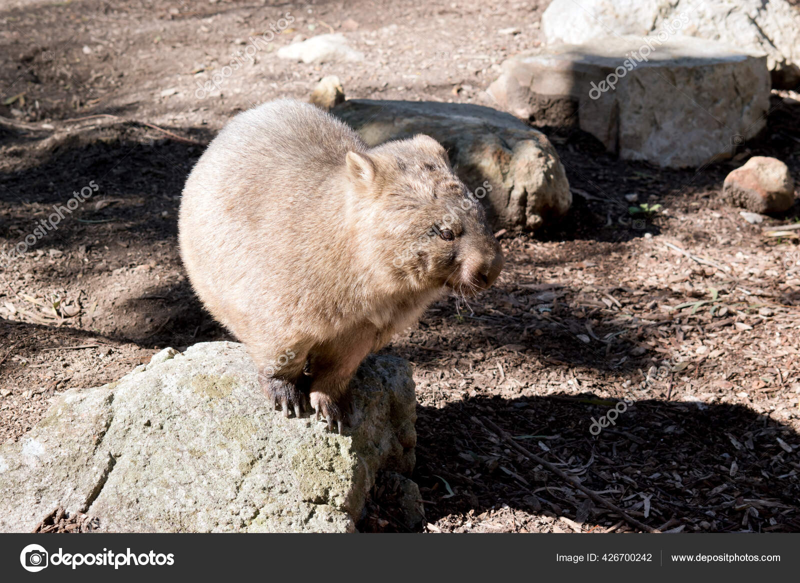 Common Wombat Lives Burrows Underground — Stock Photo © ozflash #426700242