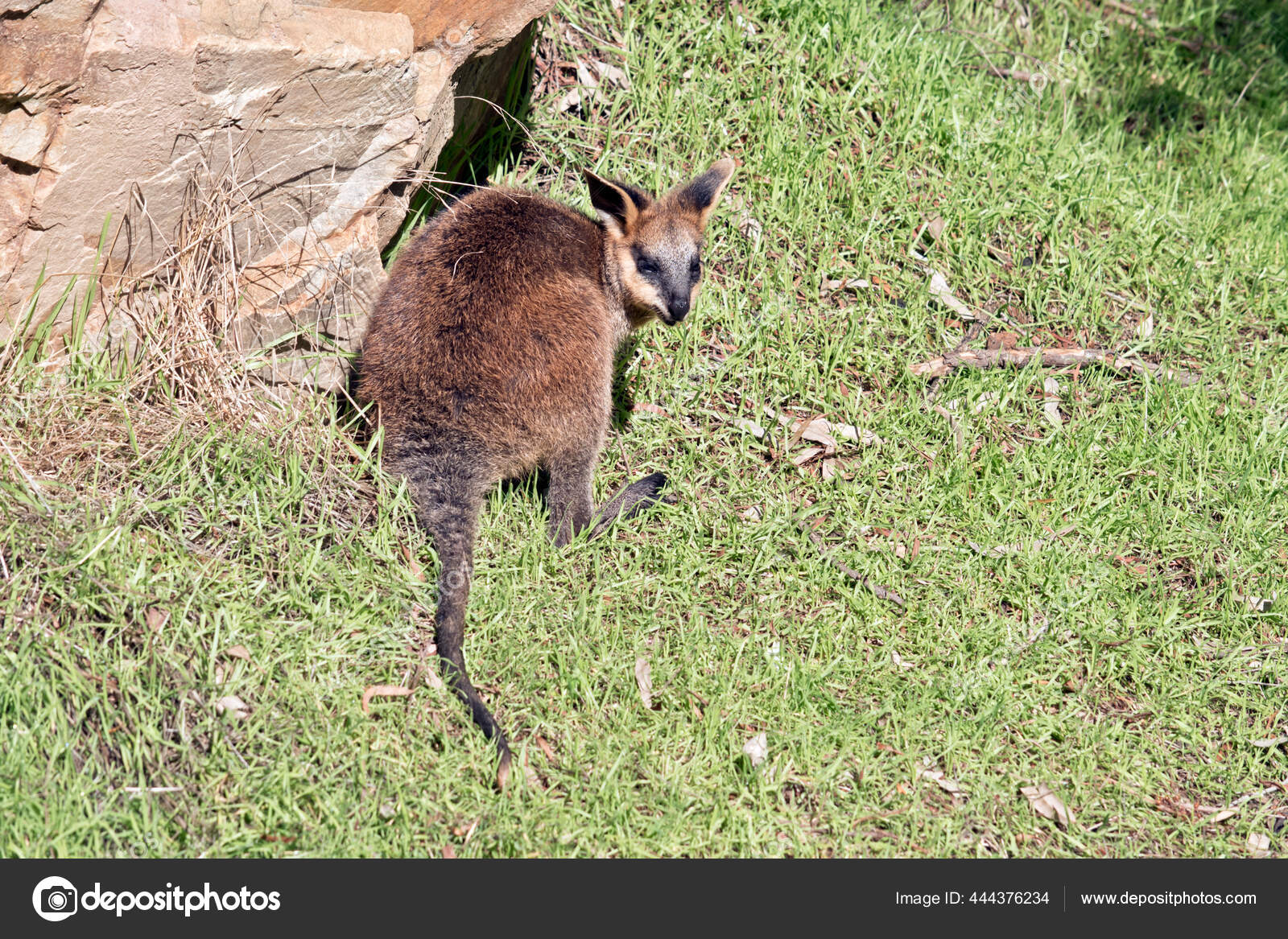 Joey Swamp Wallaby Has Brown Body White Cheeks Black Mask — Stock Photo ...