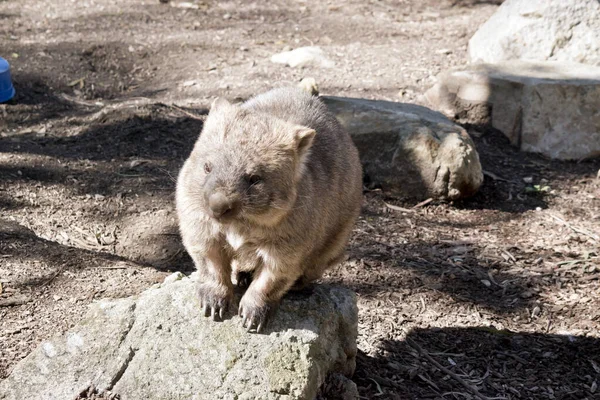 Common wombat Stock Photos, Royalty Free Common wombat Images ...