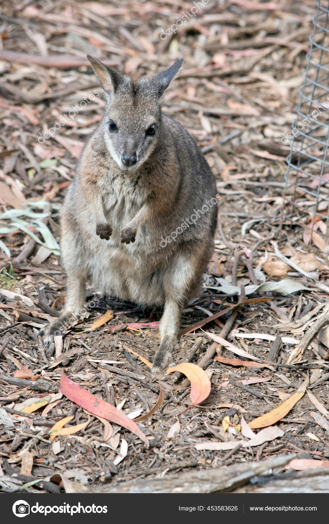 Dama Wallaby Pet