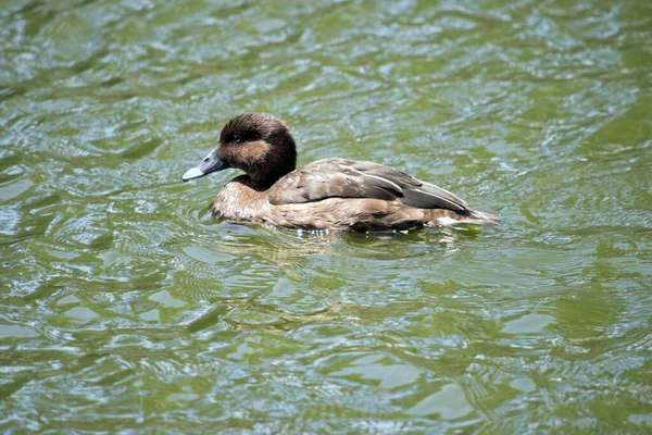 Hard head duck Stock Photos, Royalty Free Hard head duck Images ...