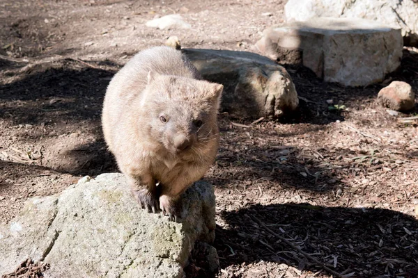 Common wombat Pictures, Common wombat Stock Photos & Images ...