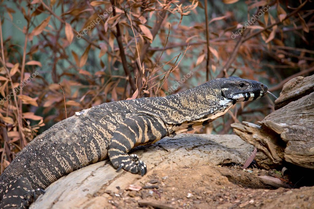el lagarto monitor de encaje come pequeños animales y frutas. son el ...
