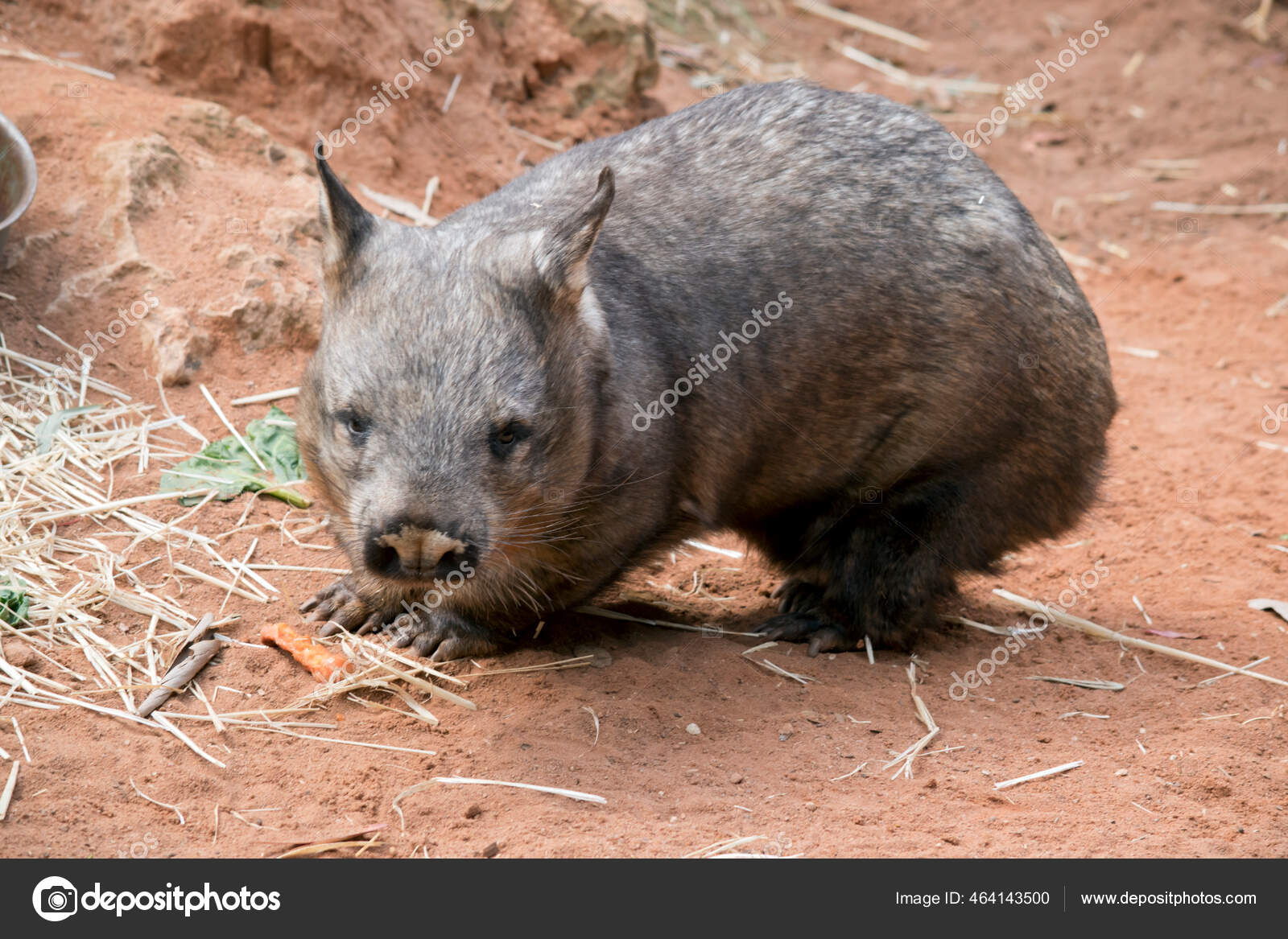 Hairy Nosed Wombat Has Sharp Claws Digging Brown Color Walks Stock ...