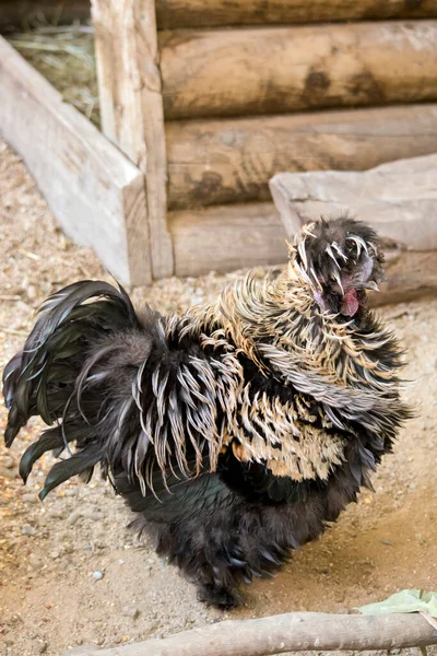 Female strut Stock Photos, Royalty Free Female strut Images | Depositphotos