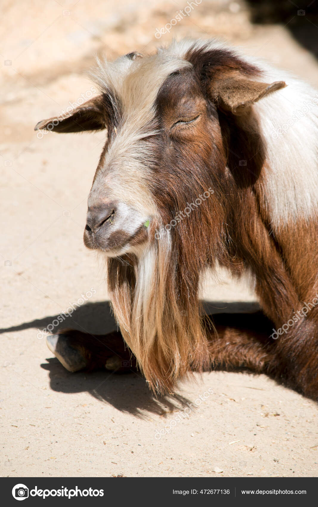 Bearded Billy Goat