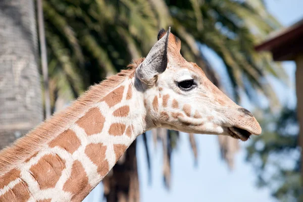 Giraffe Tallest All Mammals Legs Neck Extremely Long Giraffe Has Stock ...