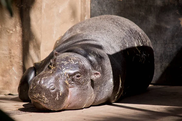 Smallest Hippo In The World