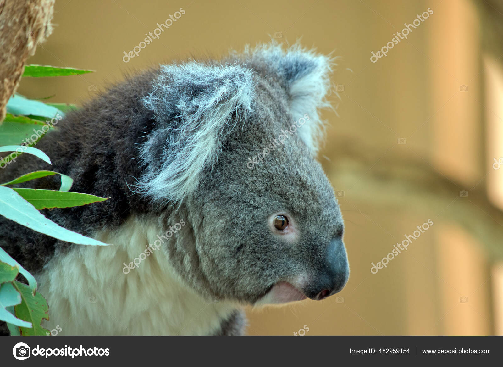 Close Koalas Face — Stock Photo © ozflash #482959154