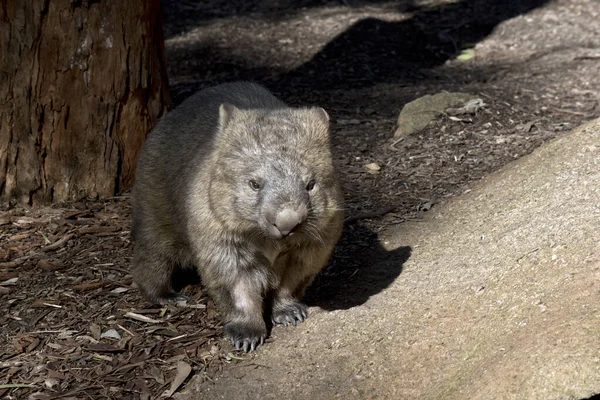 Wombat digging Stock Photos, Royalty Free Wombat digging Images ...