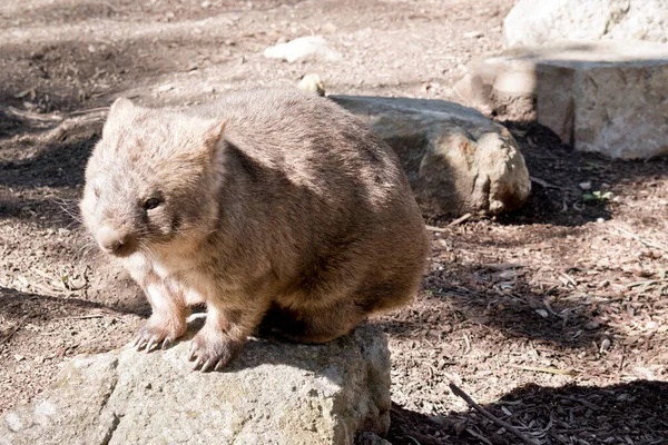 Common wombat Stock Photos, Royalty Free Common wombat Images ...