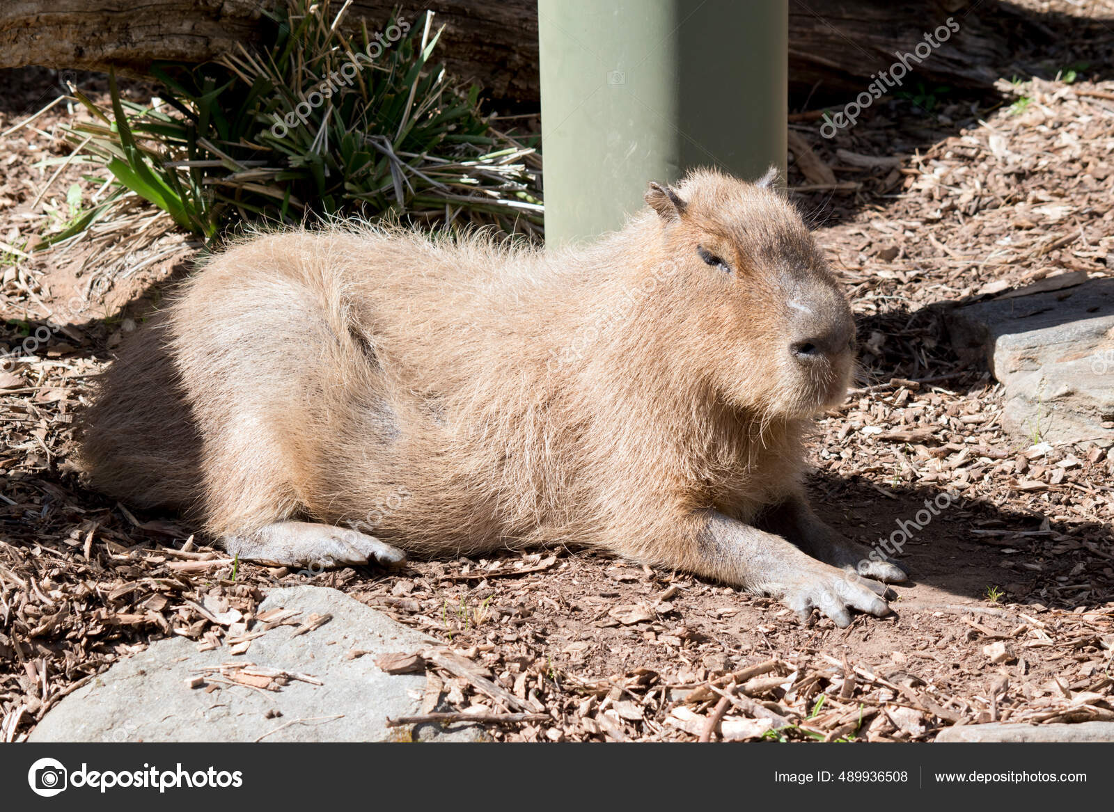Capybara With Dog