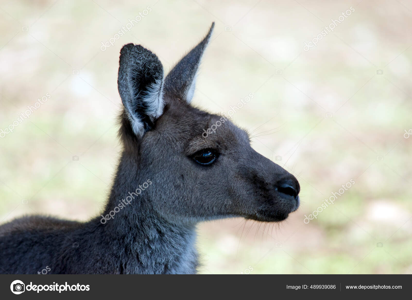 Kangaroo Face Side View