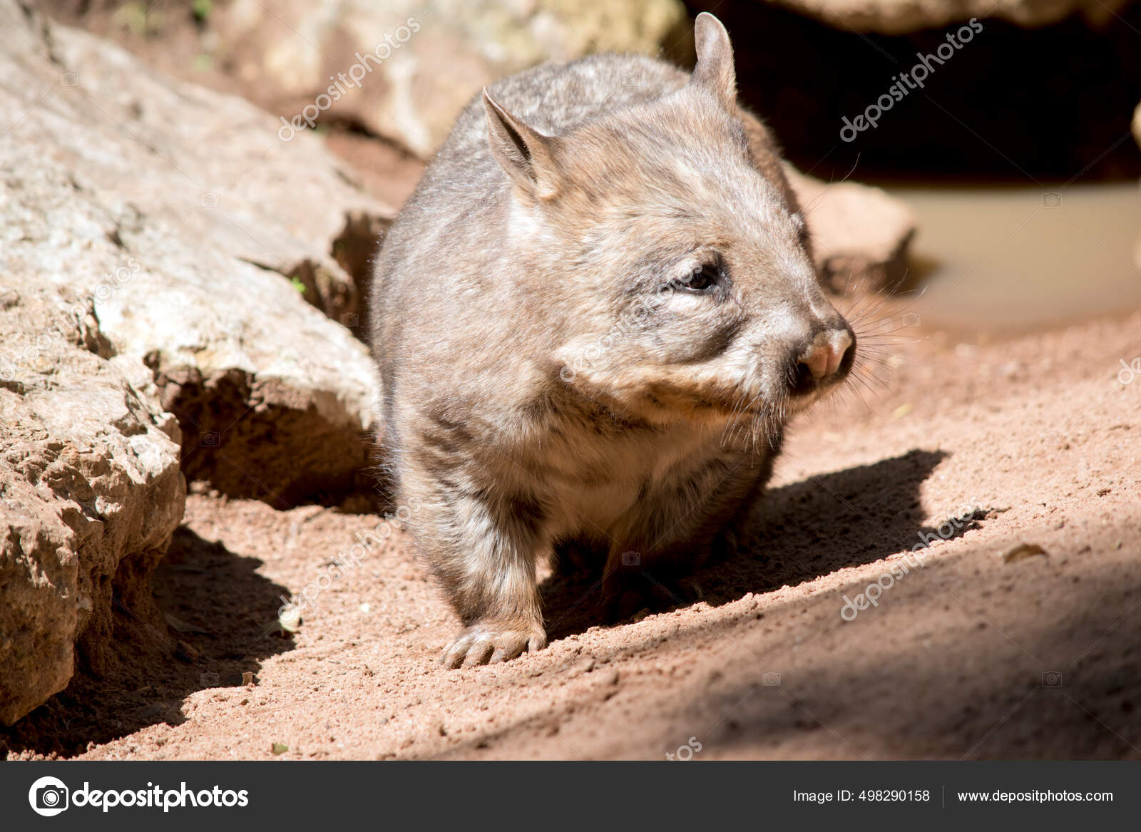 Hairy Nosed Wombat Has Sharp Claws Digging Brown Color Walks Stock ...