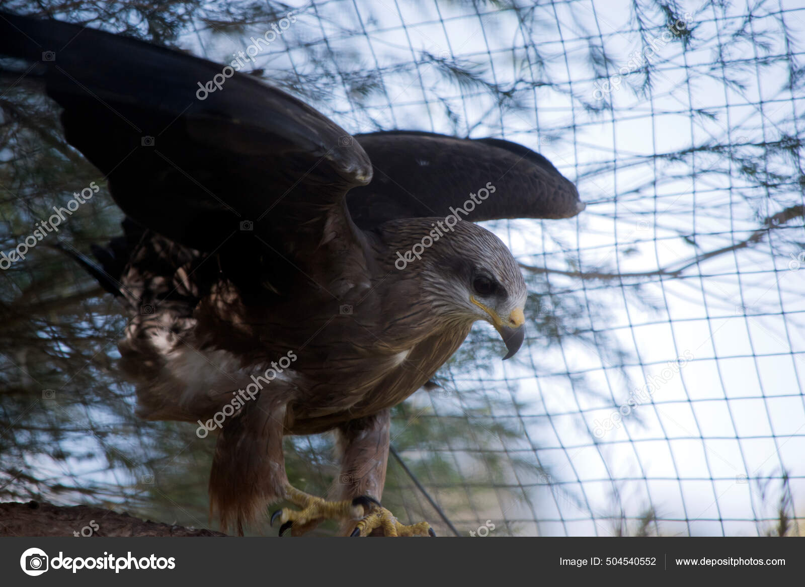 Black Kite Raptor Which Catches Food Air Stock Photo by ©ozflash 504540552