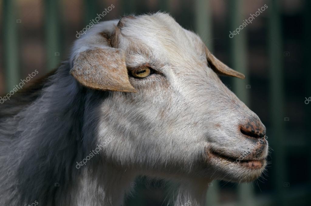 Old goat Stock Photo by ©ozflash 53635535