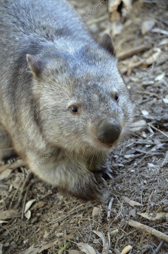 Common wombat — Stock Photo © ozflash #71565659