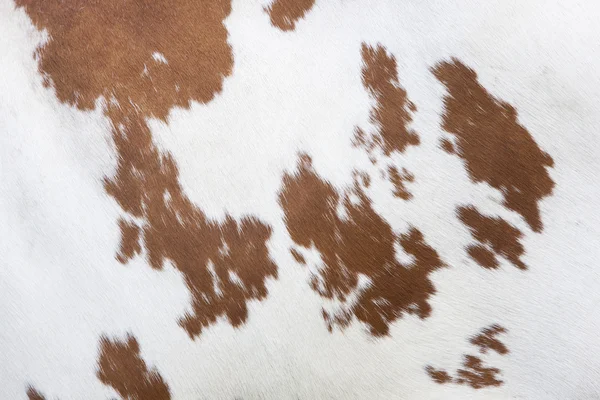 Side of cow with red and white hide - Stock Image - Everypixel
