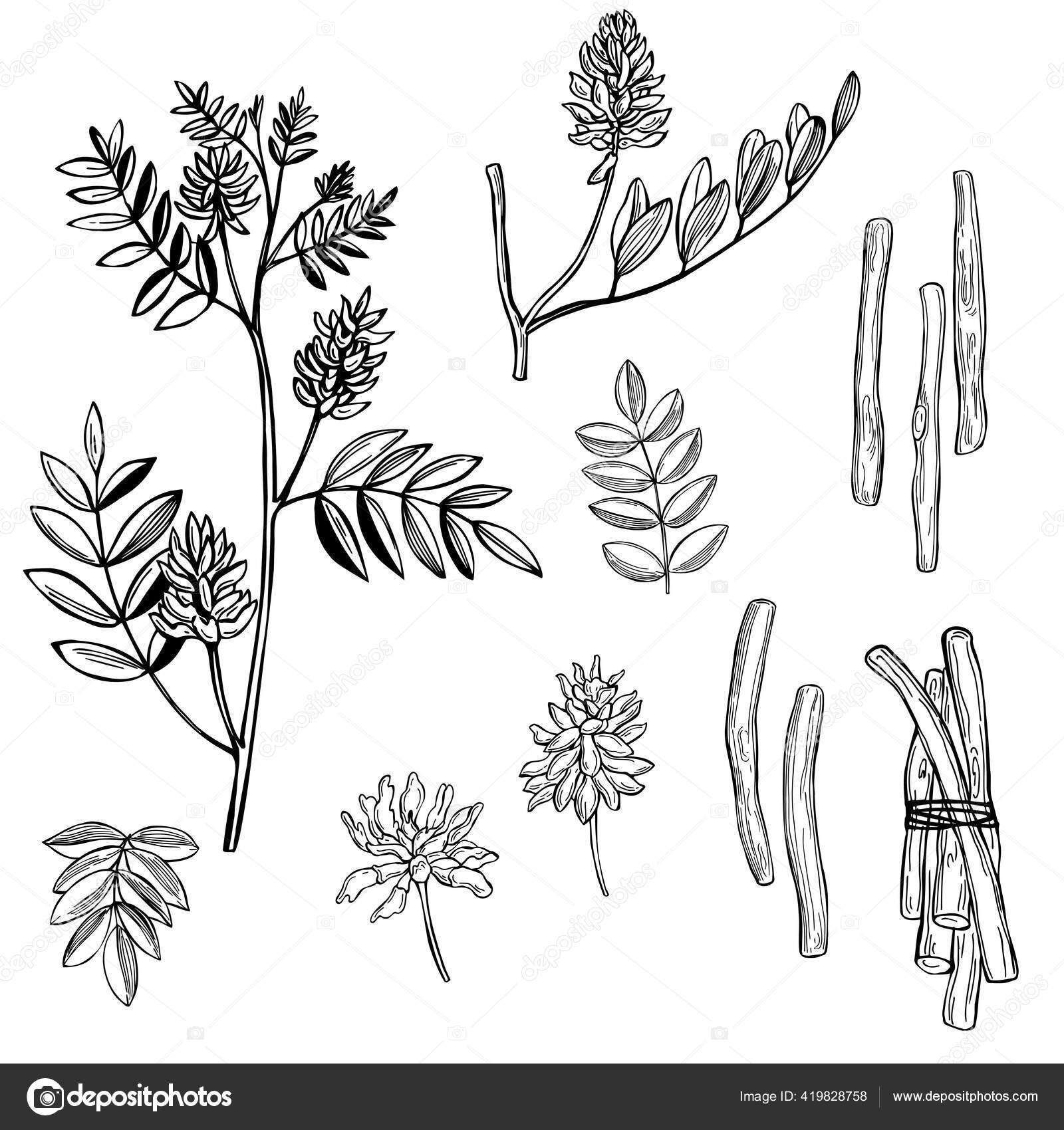 Licorice Plant Glycyrrhiza Glabra