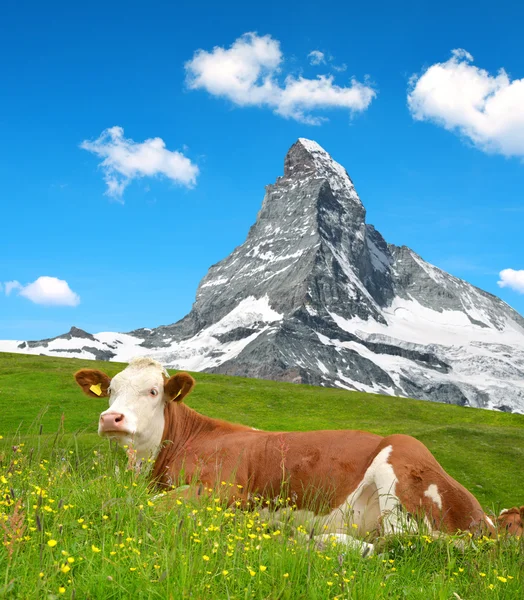 Valais cow Stock Photos, Royalty Free Valais cow Images | Depositphotos®