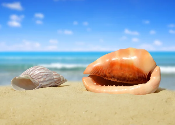 Tropical sea shell — Stock Photo © vencav #120232088