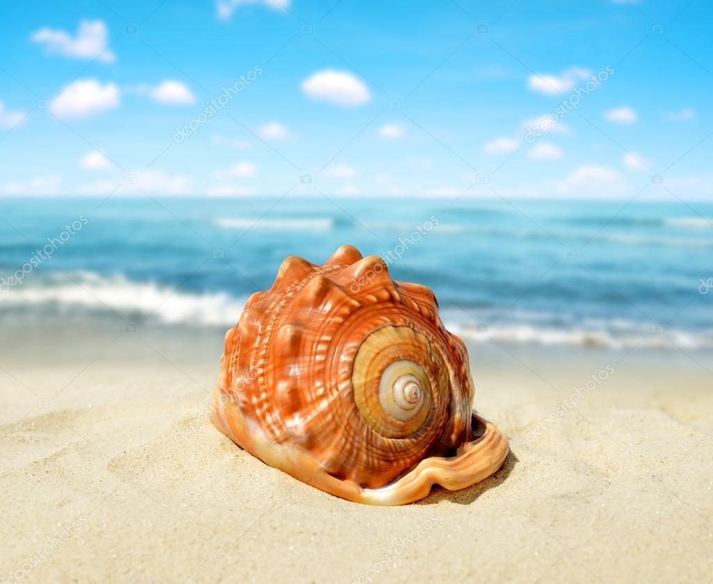 Tropical sea shell — Stock Photo © vencav #120232088