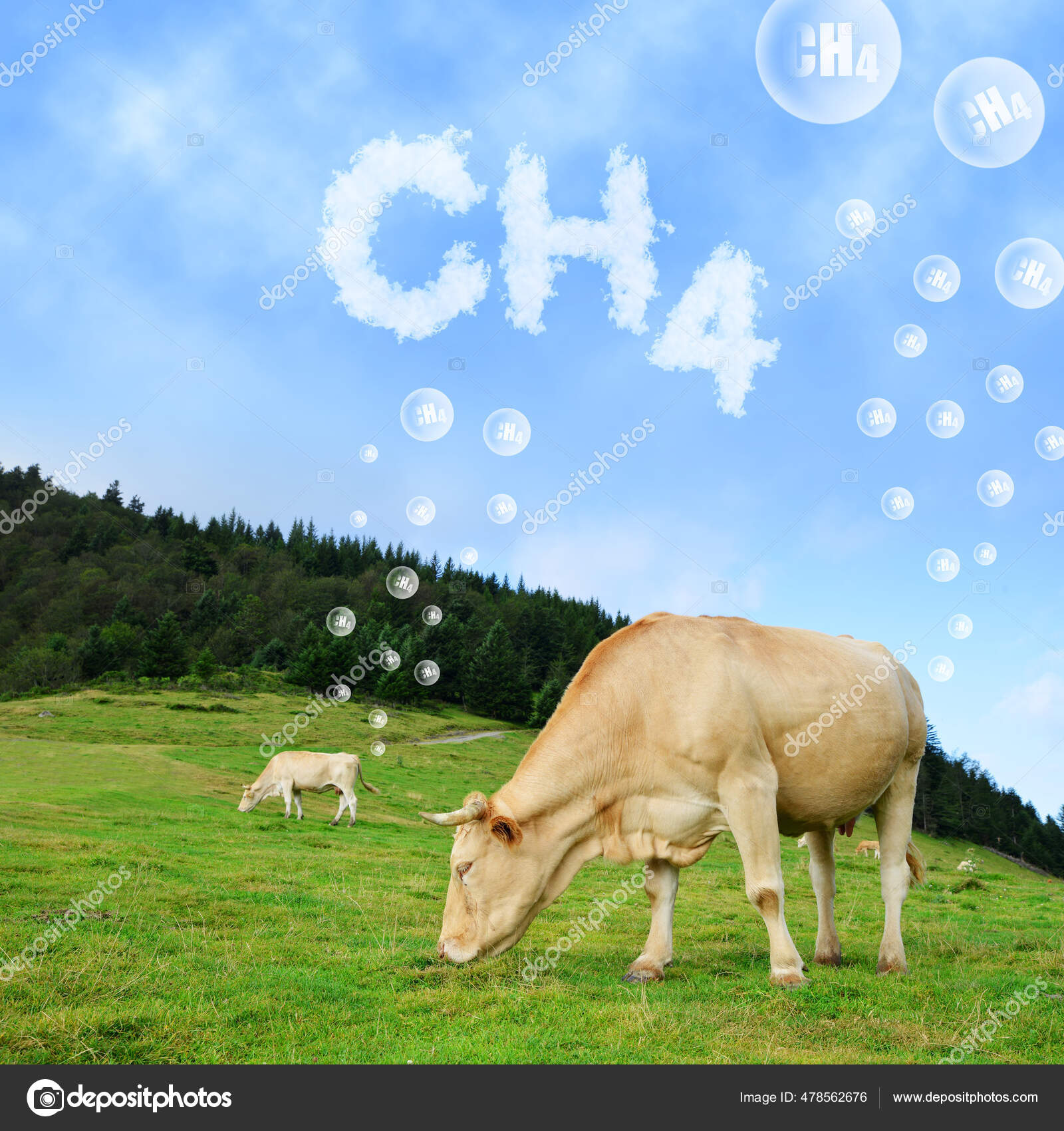 Cow Grazing Pasture Ch4 Text Clouds Background Concept Methane ...