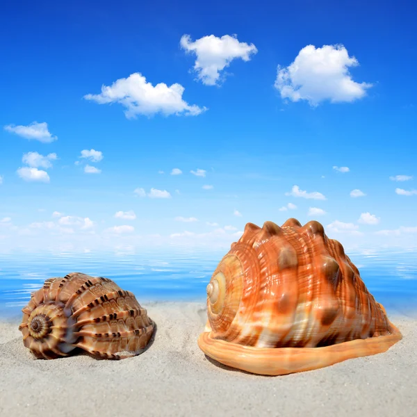 Shell on beach Stock Photo by ©vencav 8179041